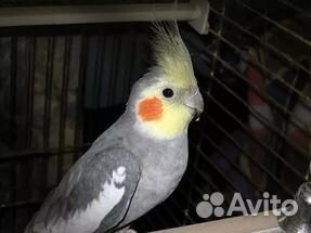 Попугай Корелла мальчик 1 год