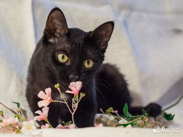 Глазастая, грациозная чёрная кошка Туча в дар