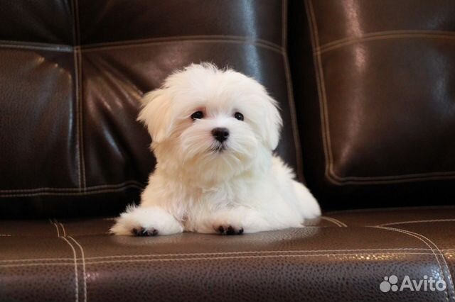 Мальтезе, мальтийская болонка