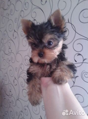 Супер девочка йорка