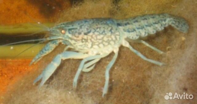 Кубинский рак