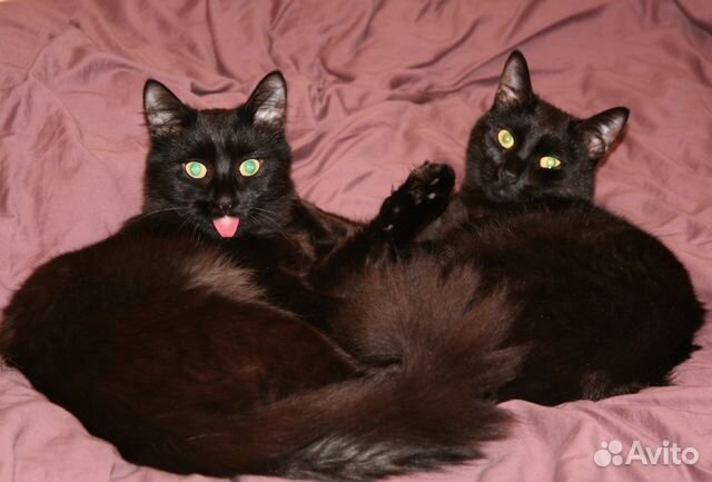 Отдаются в добрые руки черные котики-мальчики