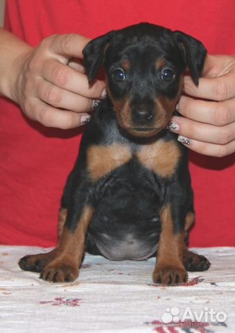 Цвергпинчер настоящий Нижний Новгород