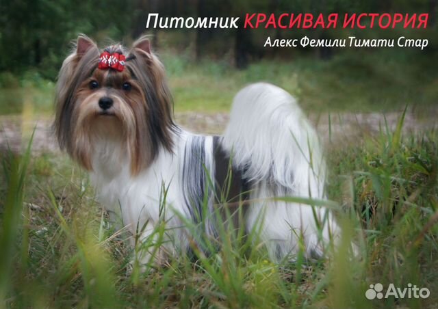 Чемпион питомника для вязок