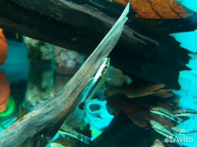 Отоцинклюс