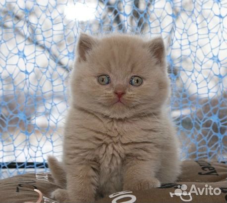Британские котята лилового окраса