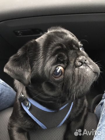 Мопс ищет невесту