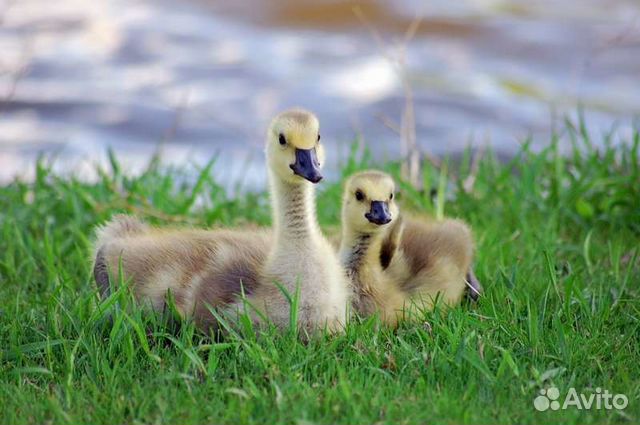 Принимаем заявки на гусят и мулардов