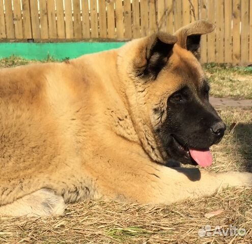 Американская акита