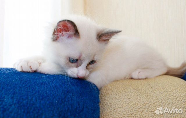 Котодети породы Regdoll