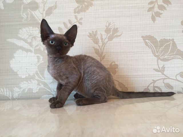 Минковая Кошечка Оливия