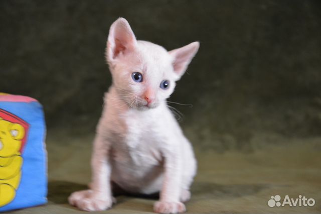 Голубоглазый мальчуган