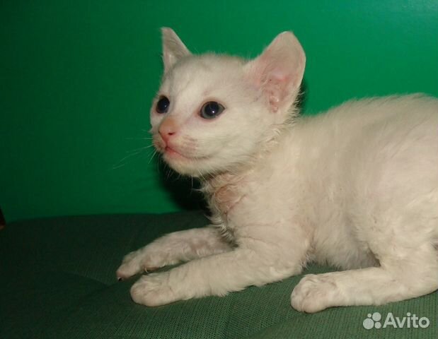 Белая Принцесса уральский рекс нет шерсти в доме