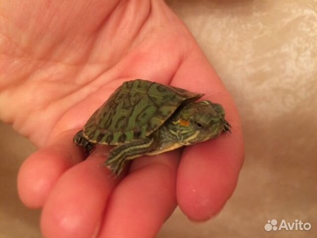 Черепашки красноухие декоративные