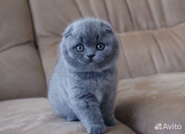 Вислоухие котята