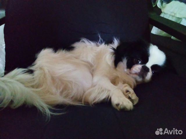 Вязка кобеля