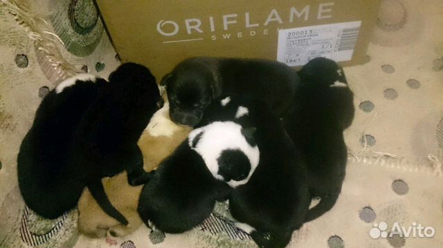 Щенки-кутята в дар