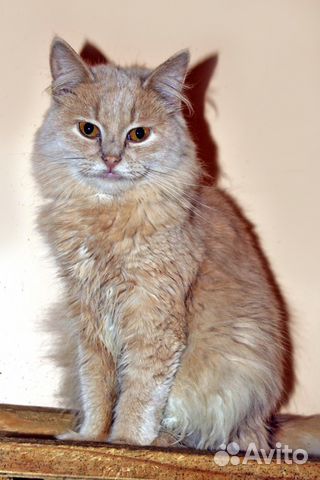 Котик Гаврюша в добрые руки