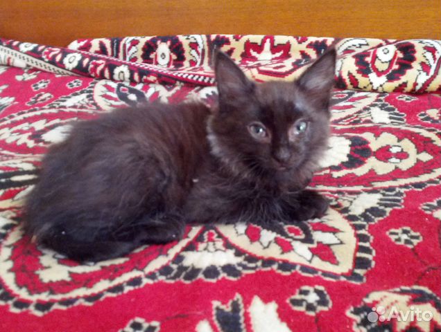 Милый котик 2 месяца