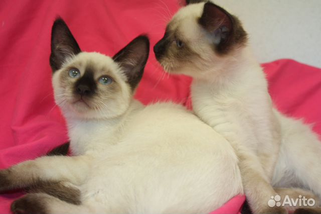 Тайские мальчики и девочки голубоглазики