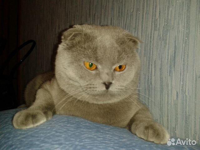 Кот на вязку