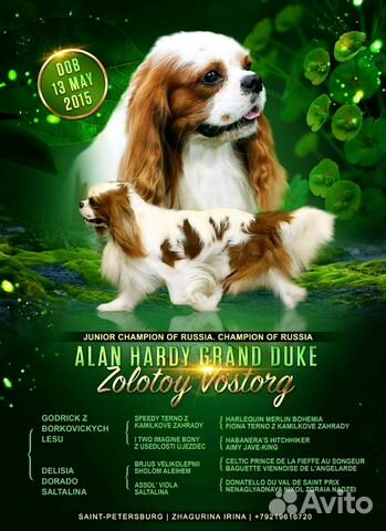 Кавалер кинг чарльз спаниель