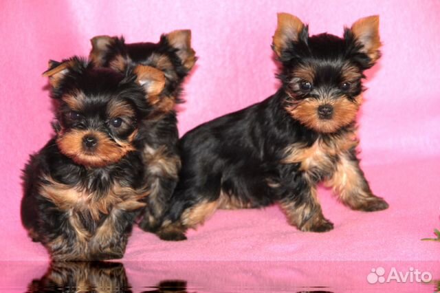 Очаровательные мини малыши