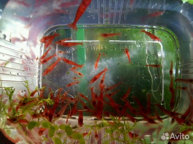 Креветки вишня