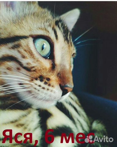 Бенгалюшка, девочка 1.5 мес