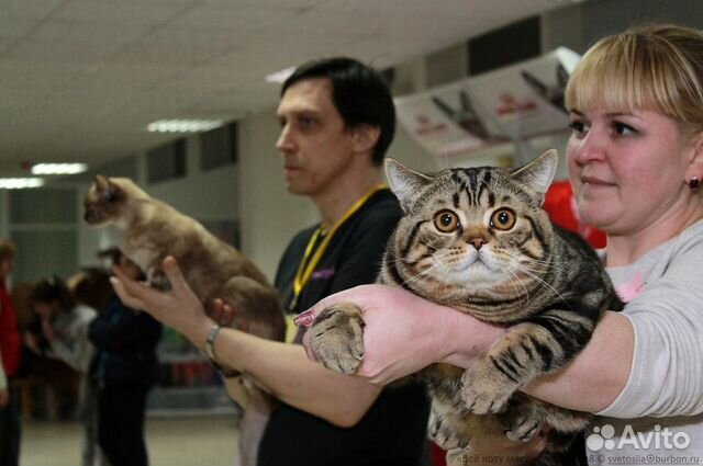 Красавец жених