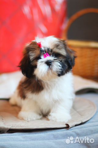 Бело-рыжая крошка кукляшка