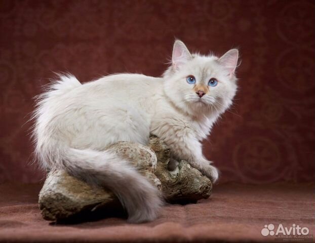 Шикарные сибиряки для души и для шоу