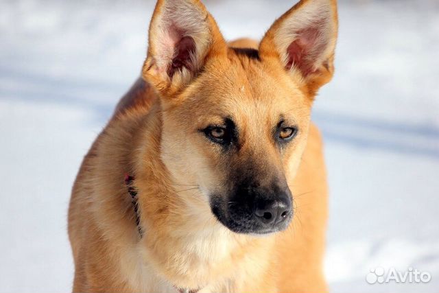 Ищет дом метис овчарки