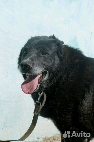 Добрый великан ищет дом