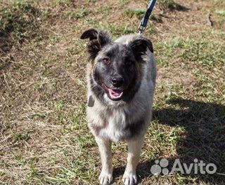 Щенок Веснушка - преданный и верный Друг