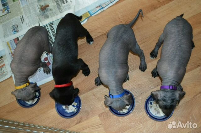 Щенки Ксолоитцкуинтли среднего размера