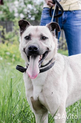 Собака Арчи в дар