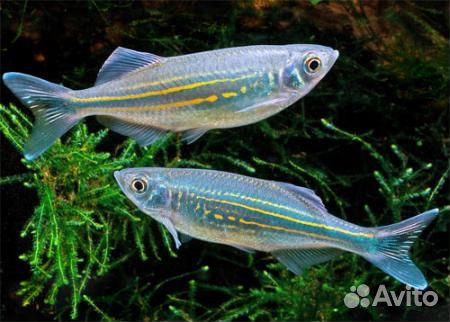 Данио малабарский, данио жемчужный