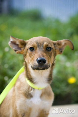 Малыш жертва живодёров ищет дом