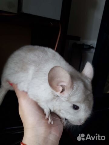 Шиншилла малыш
