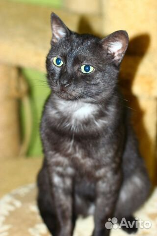 Котик Дизель с редким окрасом ищет дом