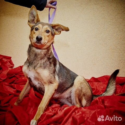 Интеллигентная собачка Мэри ищет дом