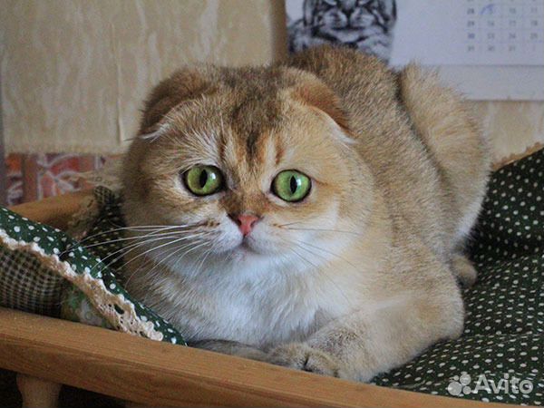 Руслана - золотая шиншилла