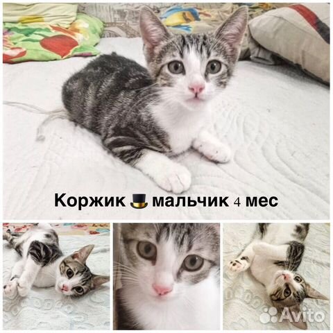 В добрые руки котенок