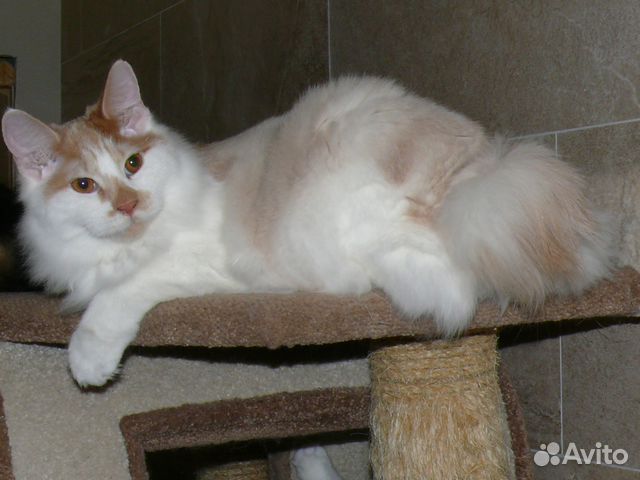 Котик курильского бобтейла удивительного окраса