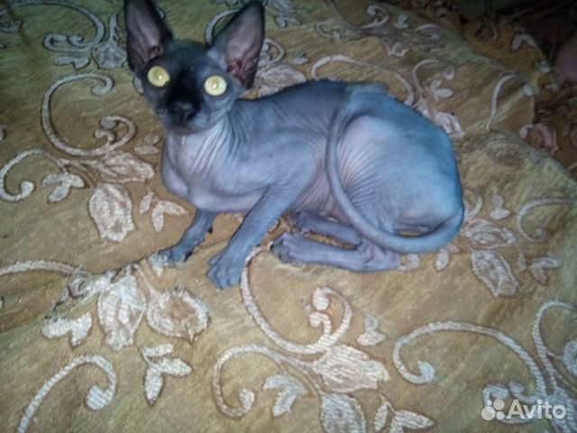 Продам сфинкса самка