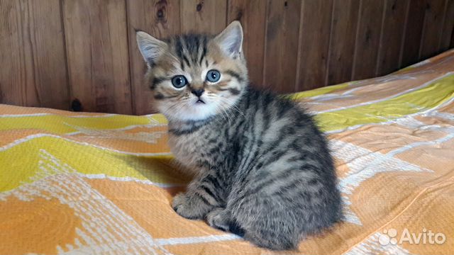 Чистокровные британские котята