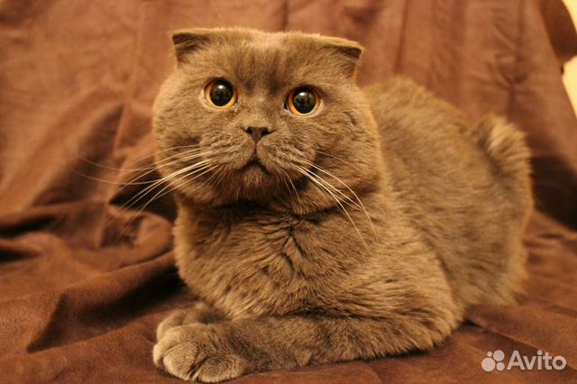 Кот на вязку