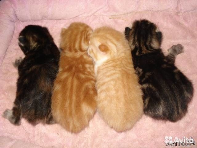Котята