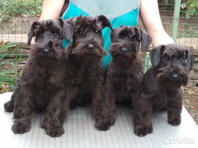 Щенки цвергшнауцера